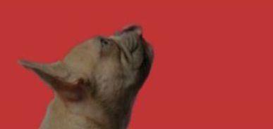 Whole Animal Butchery - Fresh Food for Dogs & Cats in Singapore