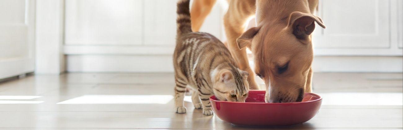 Whole Animal Butchery - Fresh Food for Dogs & Cats in Singapore