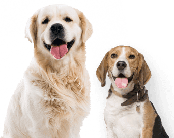 Whole Animal Butchery - Fresh Food for Dogs & Cats in Singapore